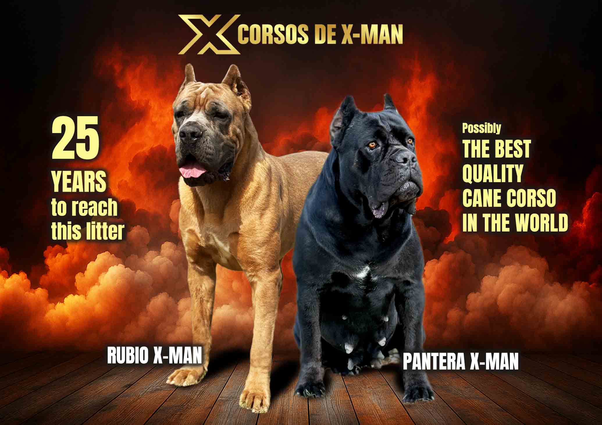 Cachorros cane corso en venta - precio y reservas