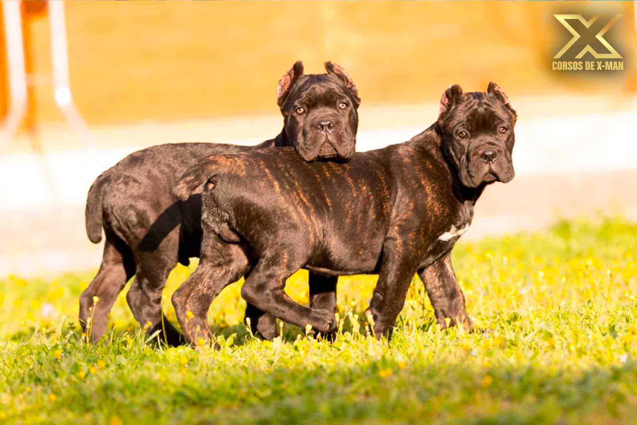 CRIADORES de perros cane corso o Mastín Italiano. Kennel Cane Corso