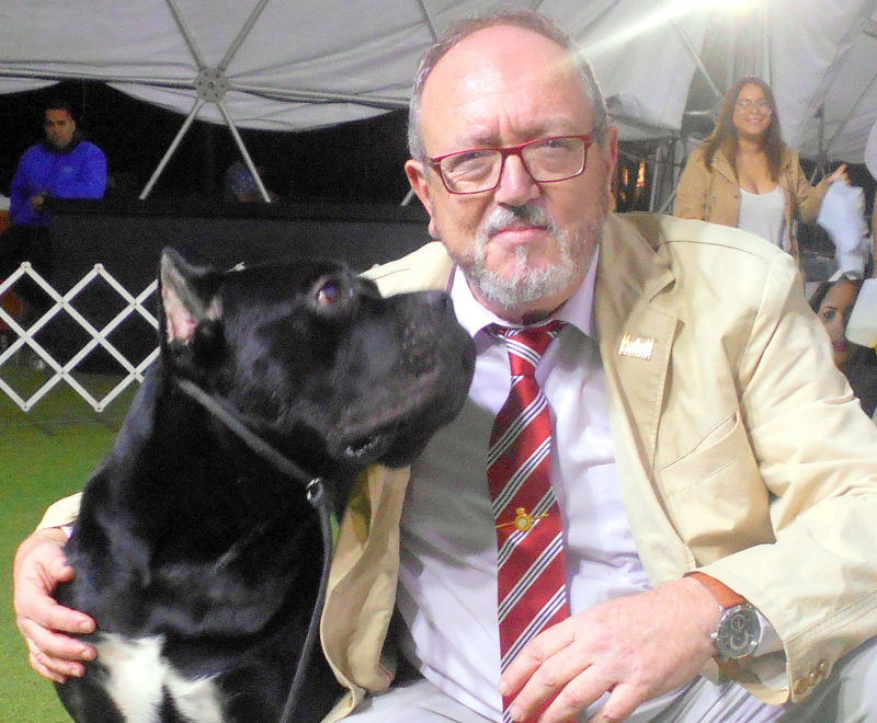 CANE CORSO X-MAN BARCELONA ENTREVISTA - Cane Corso o Mastín italiano