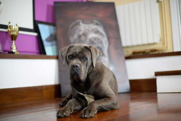 La raza perro cane corso - Cane Corso o Mastín italiano