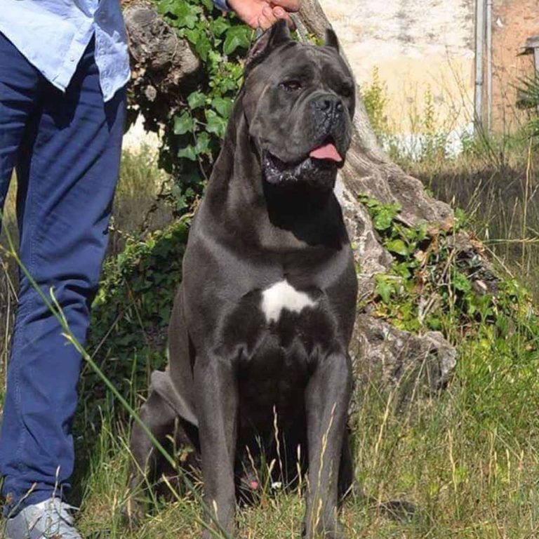 Cane Corsos breeding - Cane Corso puppies for sale - Buy Cane Corso ...