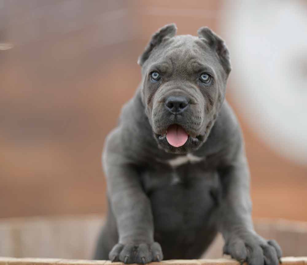 Comprar perro cane corso en San Juan Puerto rico y venta de cachorros ...