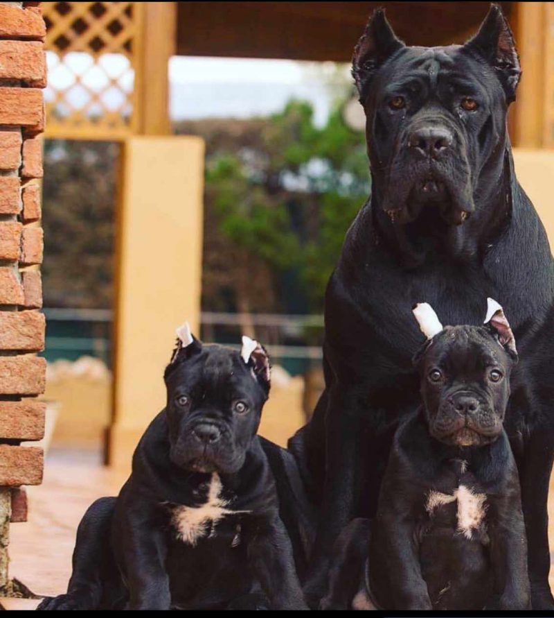 buy cane corso in Brazil and for sale cane corso puppies in Brazil ...