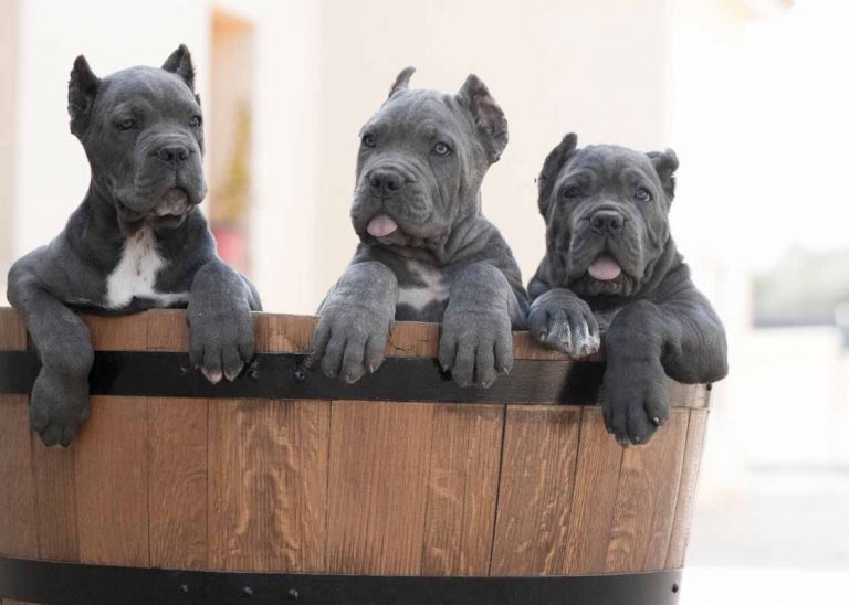 Buy cane corso in Brasilia Brazil and puppies for sale comprar cana ...