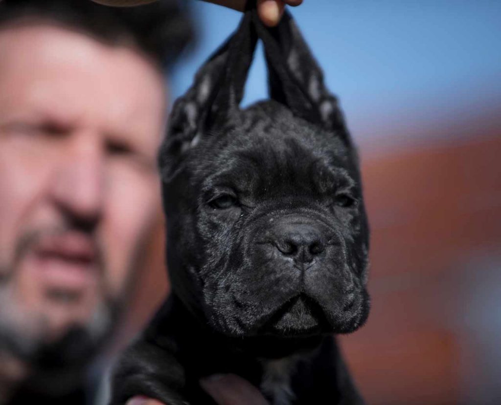 buy cane corso in minas de gerais Brazil comprar cane corso e filhotes ...