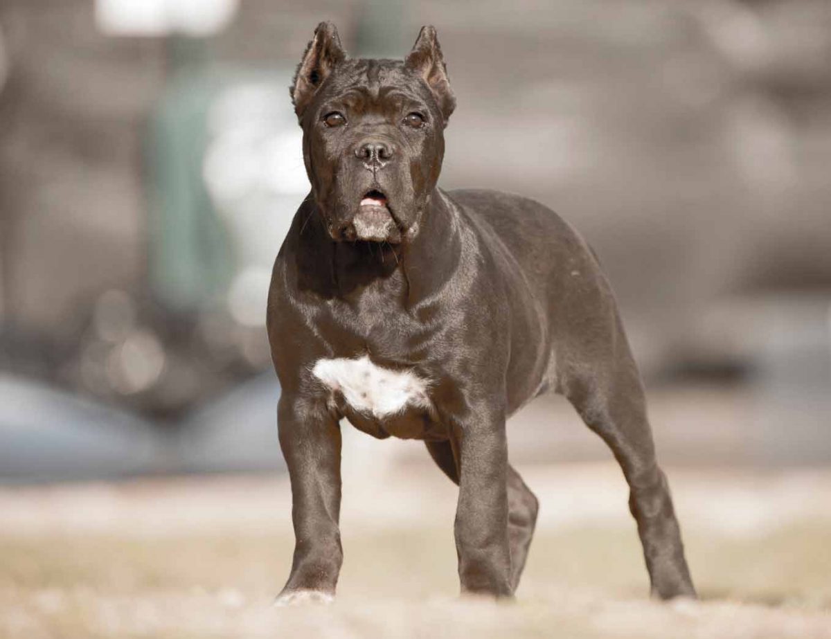 comprar cane corso en buenos aires Argentina y venta de cachorros de ...