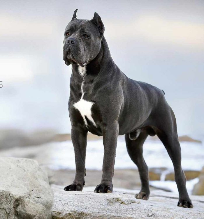 Donde comprar cane corso y Venta de cachorros de cane corso en San Juan ...