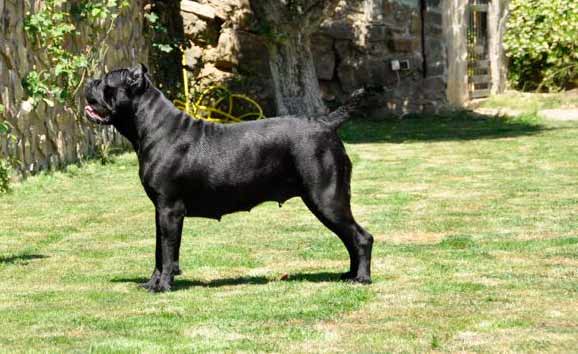 breeders of cane corso in alaska and Italian mastiff puppies