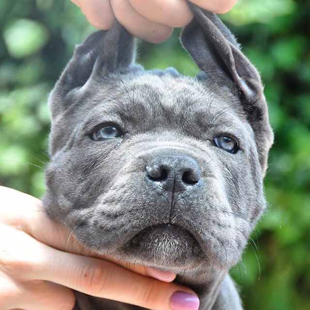 where buy cane corso and for sale cane corso puppies in Anchorage ...