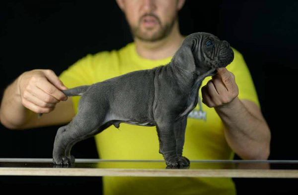 COMPRAR PERRO CANE CORSO CAHORRO BLUE-AZUL EN MARBELLA - Cane Corso o ...