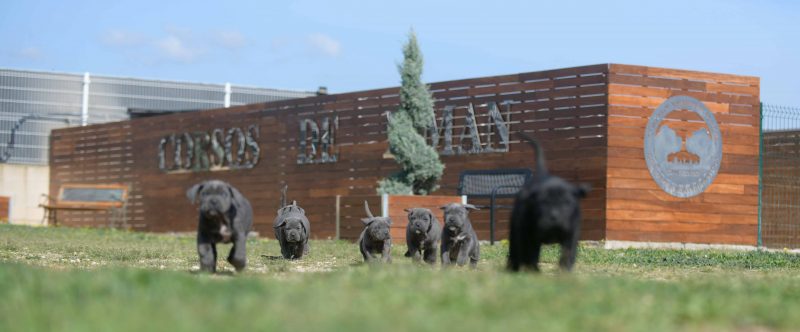 buy cane corso in Anchorage and breeders of cane corso in Alaska - Cane ...