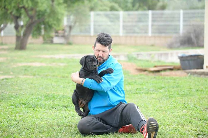cane corso puppy for sale in Anchorage and breeders of Cane Corso in ...