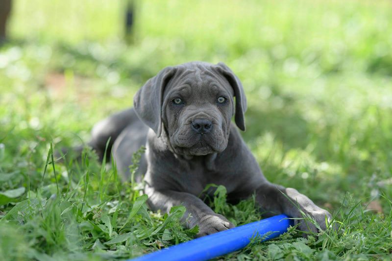 3 things to consider when buying a Cane Corso in Plymouth Devon - Cane ...