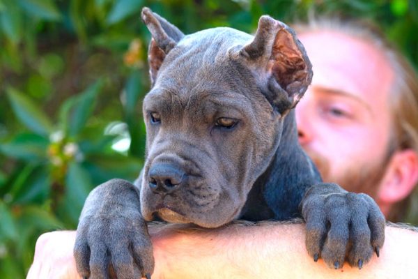 The Italian Mastiff: Breeds and Characteristics - Cane Corso Barcelona