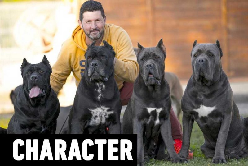 Cane corso | Characteristics of this wonderful Italian dog breed