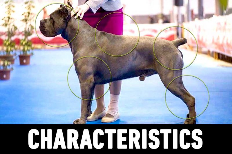 Cane corso | Characteristics of this wonderful Italian dog breed