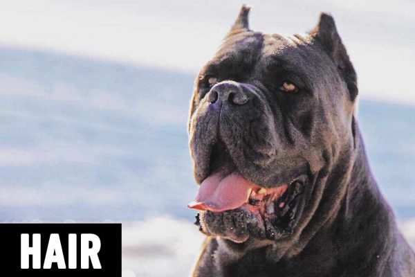 Cane corso | Characteristics of this wonderful Italian dog breed