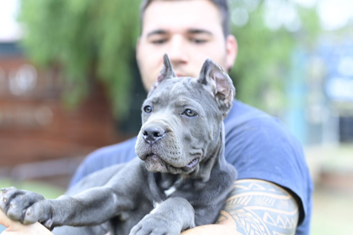 Choose a female cane corso - Cane Corso Barcelona