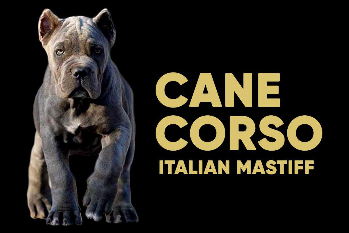 Luxury Cane Corso Dogs in Dubai, United Arab Emirates